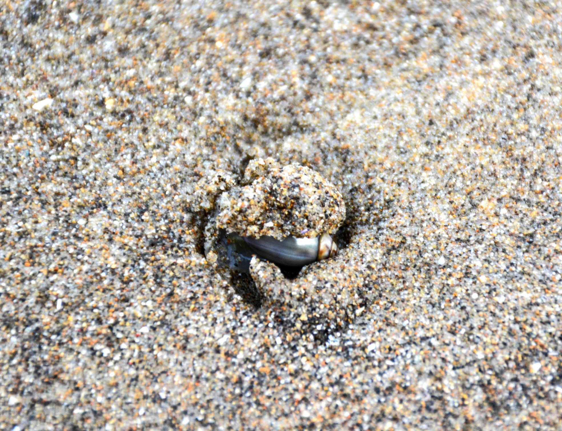 Olive Snails - Seaside Aquarium