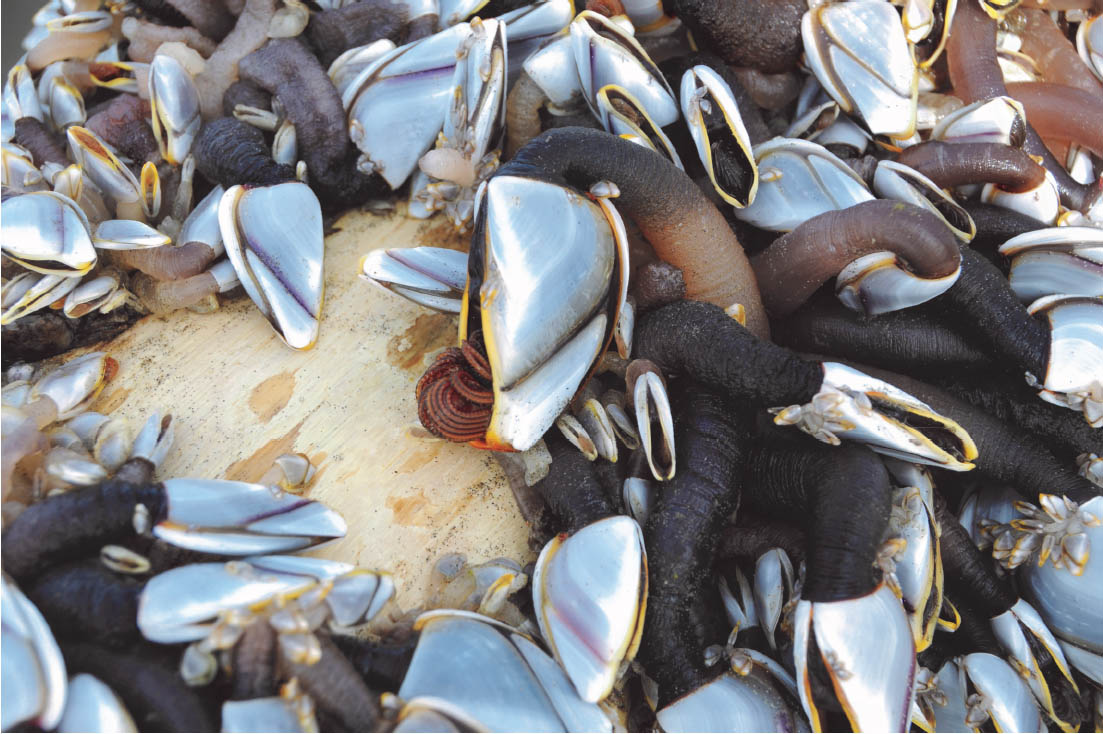 Barnacles - Seaside Aquarium
