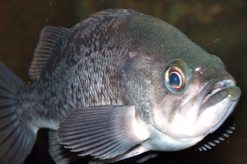 Seaside Aquarium | Seaside, Oregon